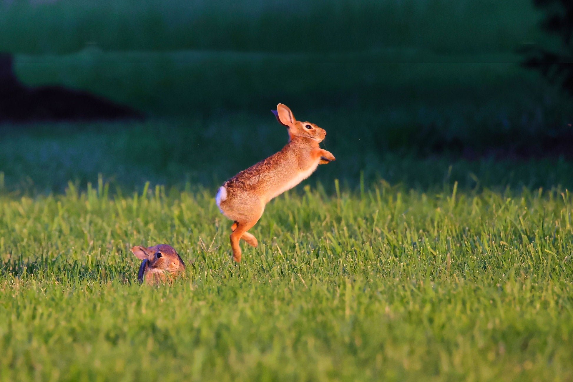 Interesting Facts About Rabbits | Andy by Anderson Blog – Andy by ...