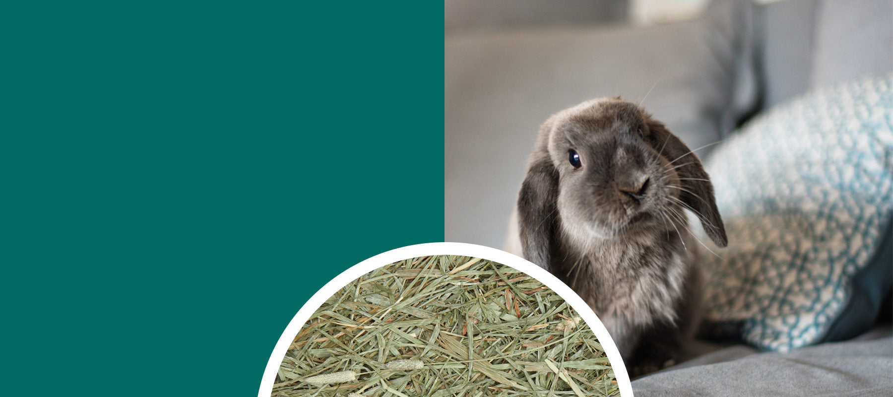 Premium Hay & Pet Supplies for Small Pets | Andy by Anderson Hay