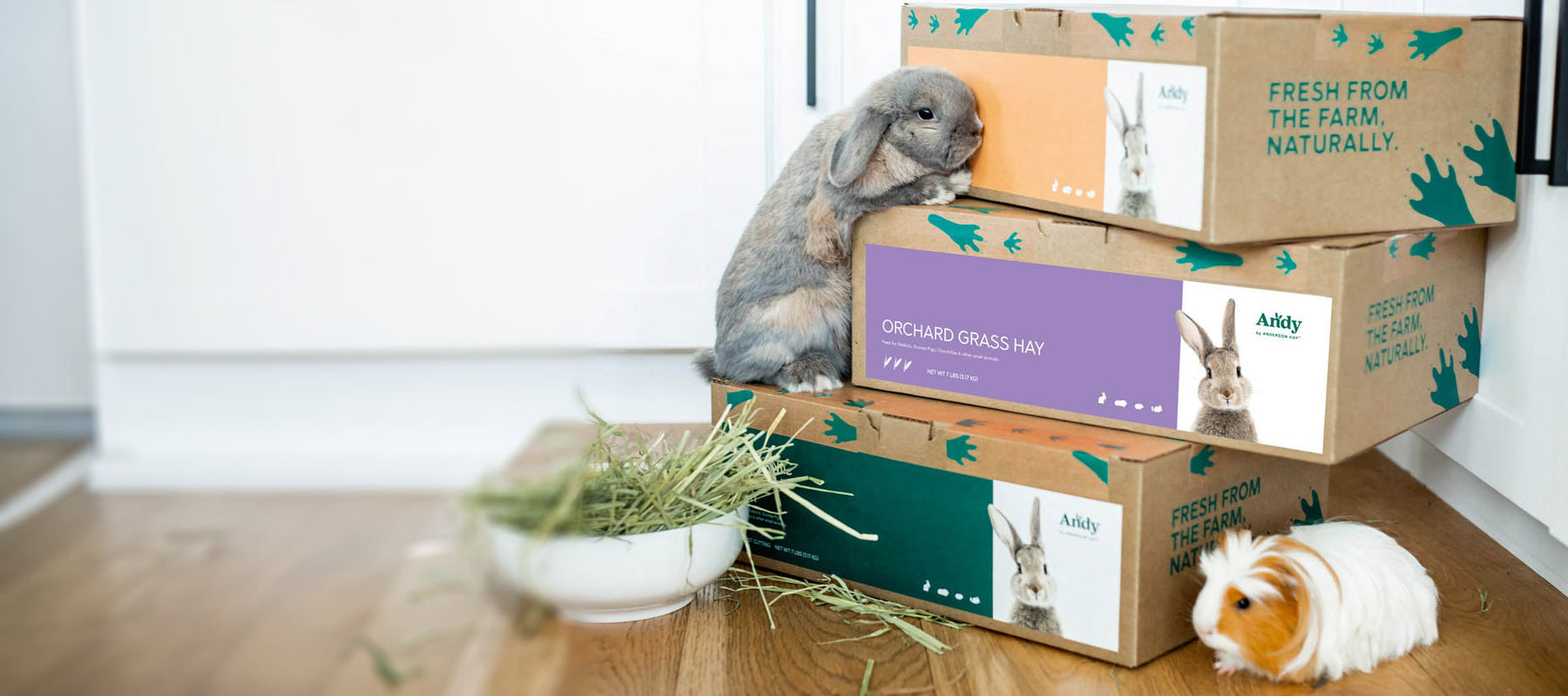 Premium Hay & Pet Supplies for Small Pets | Andy by Anderson Hay